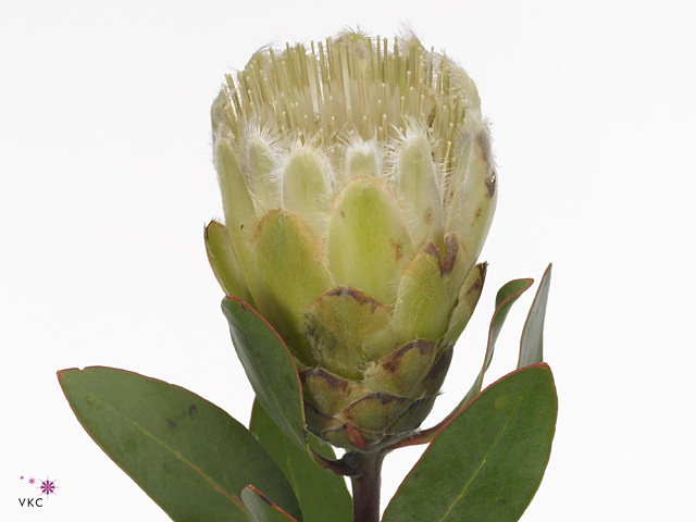 Proteas | Wholesale Flowers UK | Wedding Flowers | Protea