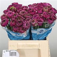 Ranunculus | Wholesale Flowers UK | Wedding Flowers | Triangle Nursery