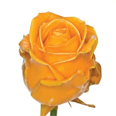 Buy Waxed Roses & Waxed Rose Hips | Wholesale Flowers & Florist Supplies UK