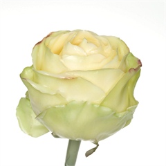 Buy Waxed Roses & Waxed Rose Hips | Wholesale Flowers & Florist Supplies UK