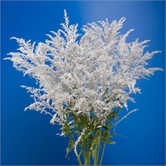 Dyed Solidago Solidaster | Wholesale Flowers & Florist Supplies UK