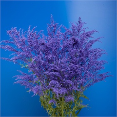 Dyed Solidago Solidaster | Wholesale Flowers & Florist Supplies UK