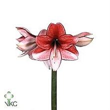 Hippeastrum Amaryllis | Wholesale Flowers UK | Wedding Flowers ...