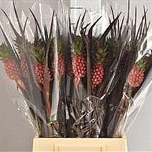 Tropical Flowers | Wholesale Flowers UK | Wedding Flowers | Triangle ...