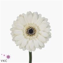 Germini | Wholesale Flowers UK | Wedding Flowers | Triangle Nursery