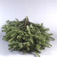 Christmas Foliage | Wholesale Flowers UK | Triangle Nursery