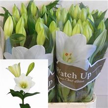Buy Lily Longi Wholesale Flowers Online | Wedding Flowers | Longiflorum ...