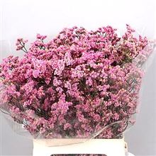Statice & Limonium | Wholesale Flowers UK | Wedding Flowers | Triangle ...