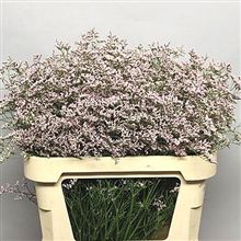 Statice & Limonium | Wholesale Flowers UK | Wedding Flowers | Triangle ...