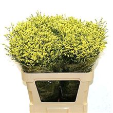 Statice & Limonium | Wholesale Flowers UK | Wedding Flowers | Triangle ...