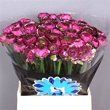 Ranunculus | Wholesale Flowers UK | Wedding Flowers | Triangle Nursery