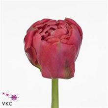 Tulips | Wholesale Flowers UK | Wedding Flowers | Triangle Nursery