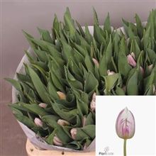 Tulips Parrot | Wholesale Flowers UK | Wedding Flowers | Triangle Nursery