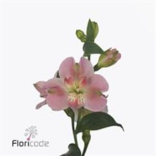 Buy Alstroemeria Wholesale Flowers online | Wedding Flowers | Triangle ...