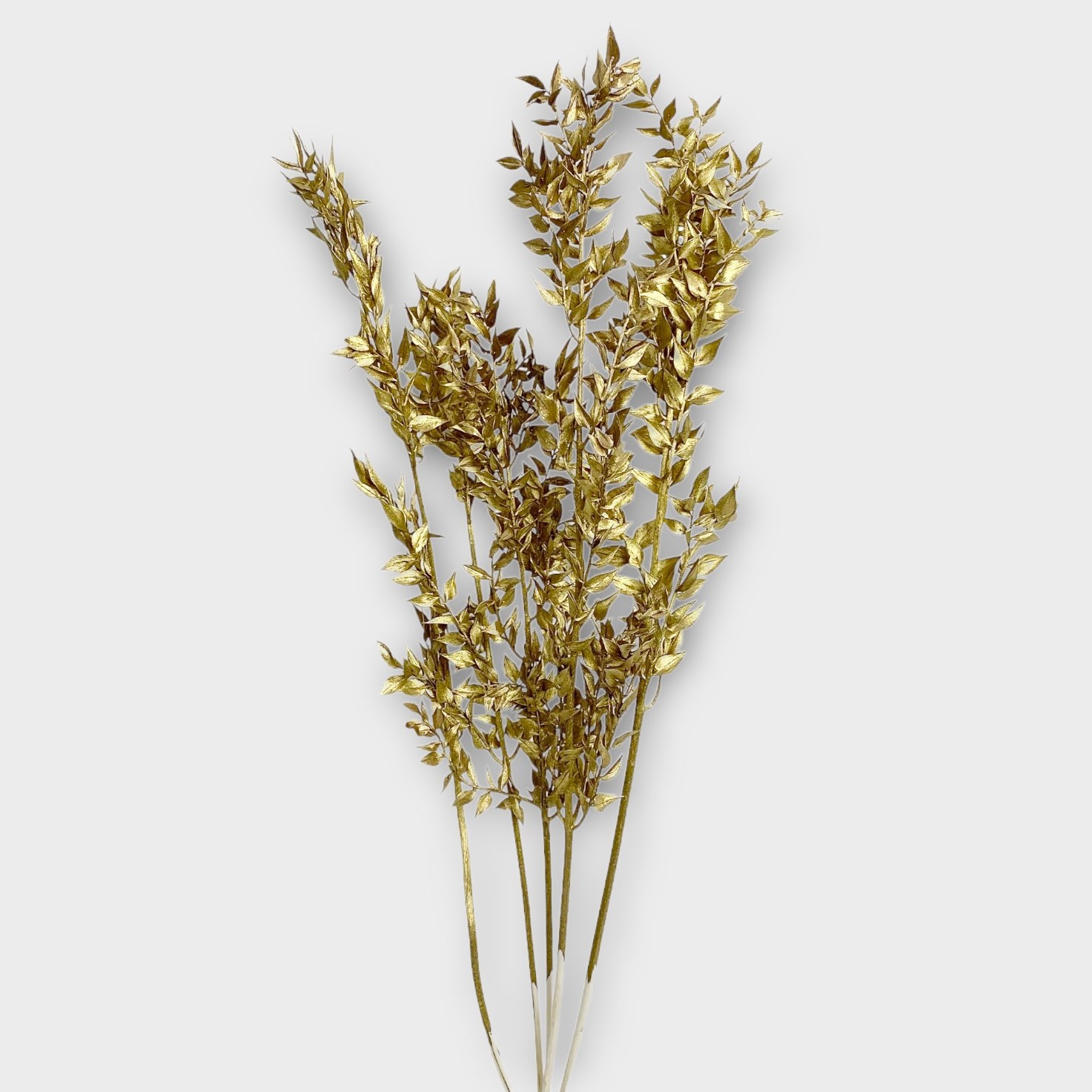 Soft Ruscus Preserved Gold 65cm | Wholesale Dutch Flowers Direct ...