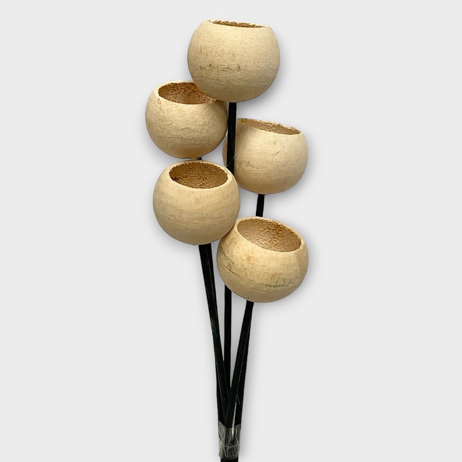 Everlasting Dried Flower Bunches & Bouquets | Bell Cups Natural 43cm