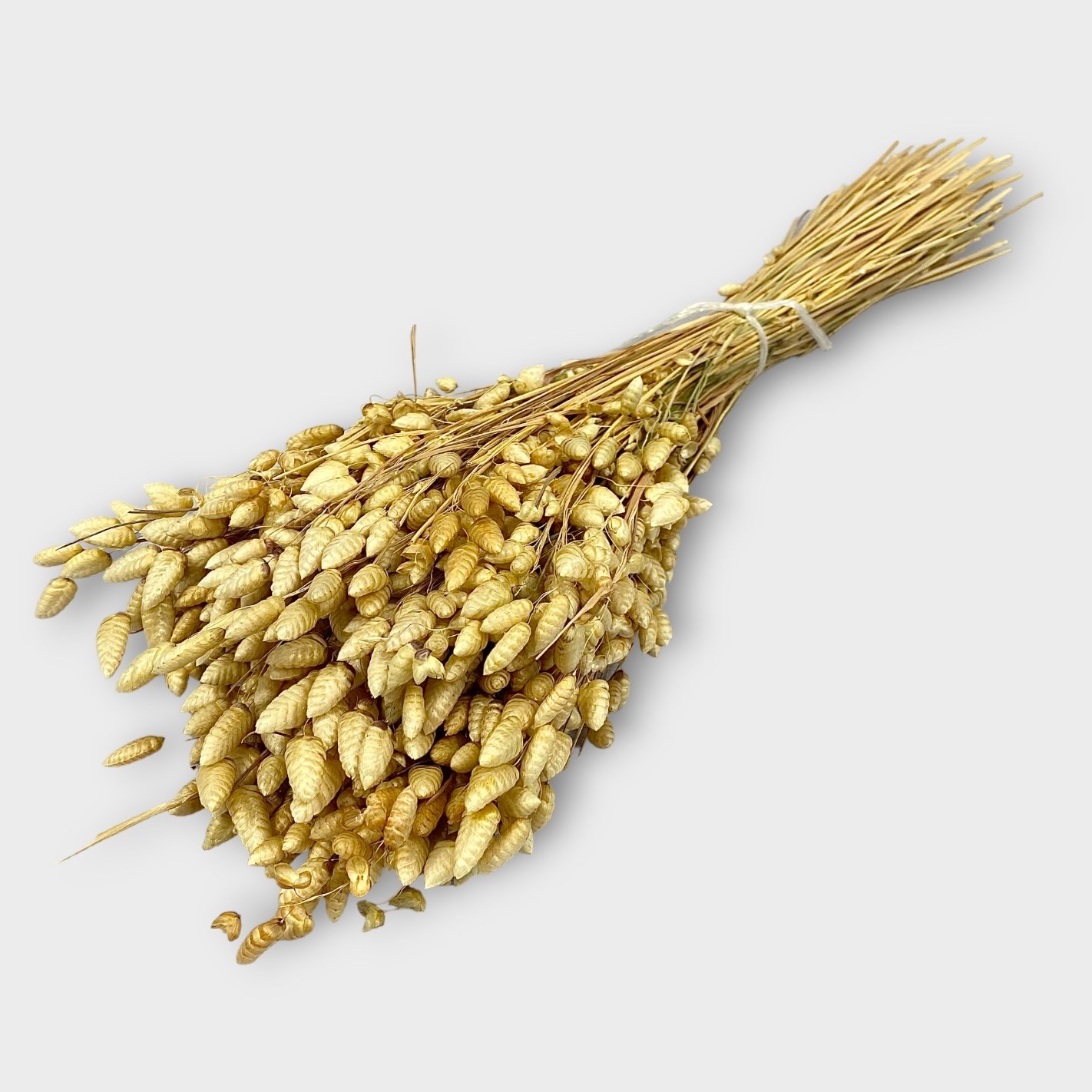 Briza Natural (Dried) 45cm | Wholesale Dried Flowers UK | Preserved Flowers