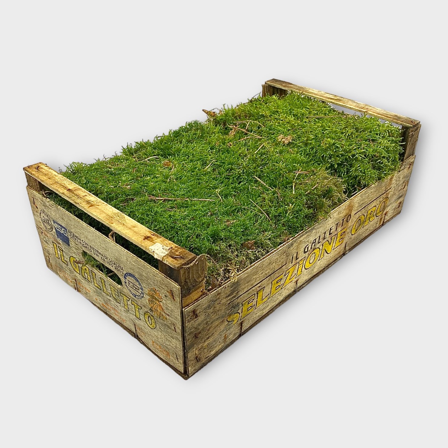 Carpet / Flat Moss in Wooden Box | Wholesale Dutch Flowers Direct ...