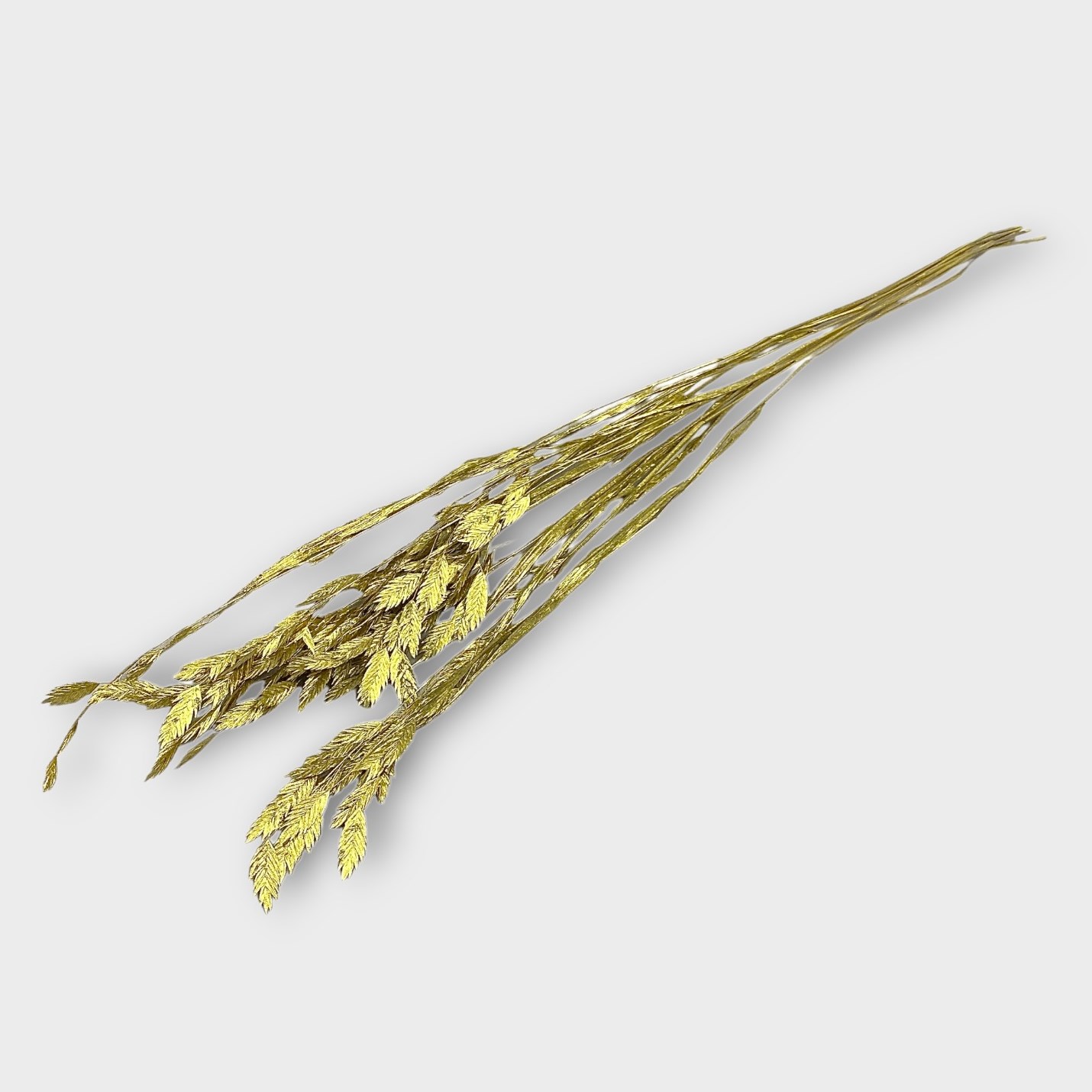 Chasmantium Grass Bright Gold (Dried) 80cm | Everlasting Dried Flower ...
