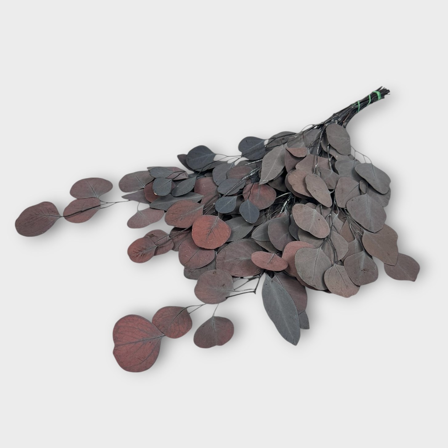 Eucalyptus Populus Dyed Red & Preserved | Wholesale Dutch Flowers Direct UK