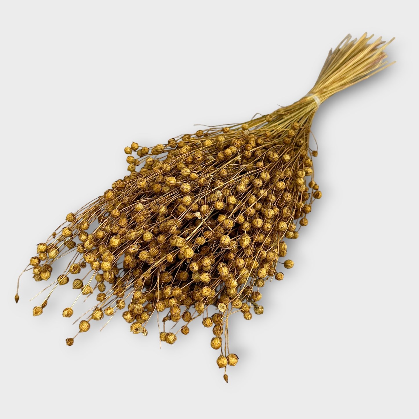 Everlasting Dried Flower Bunches & Bouquets | Flax Natural 50cm Dried