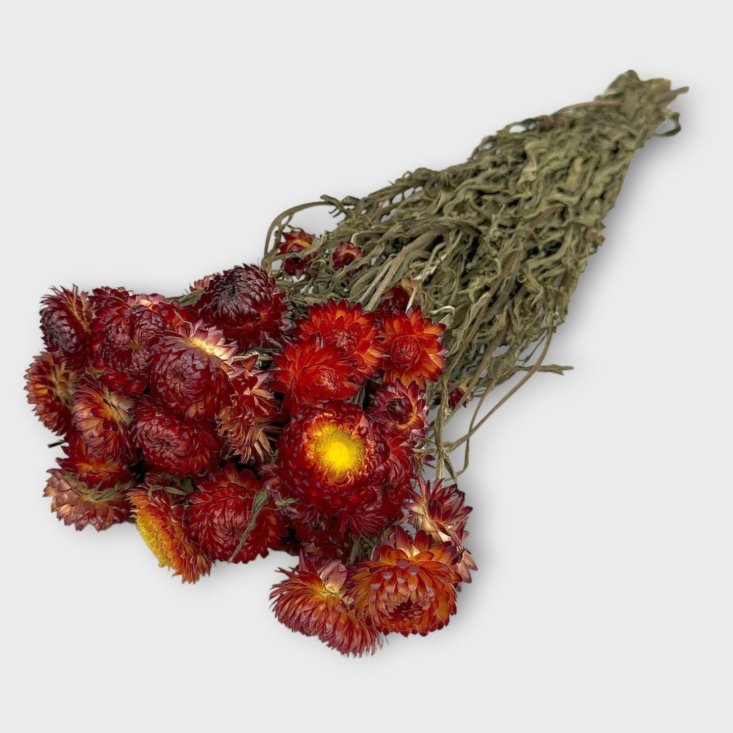 Everlasting Dried Flower Bunches & Bouquets | Helichrysum Red Dried 50cm