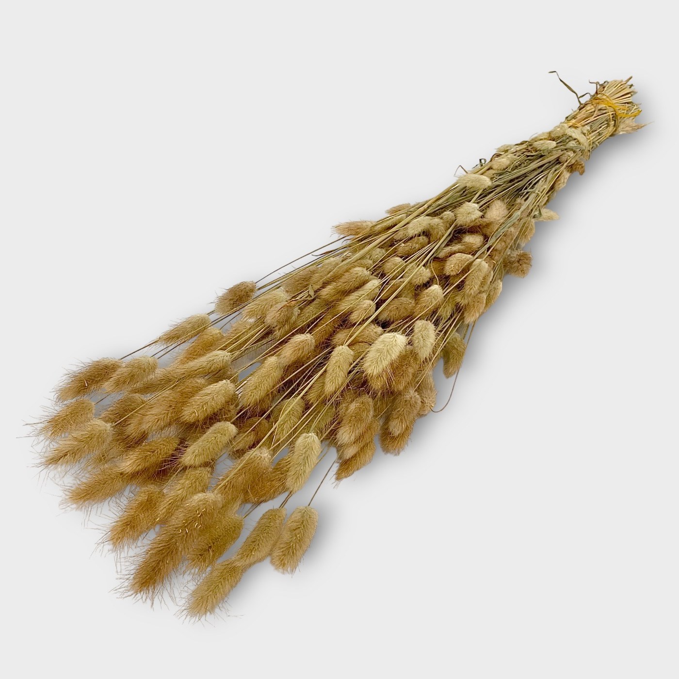 Everlasting Dried Flower Bunches & Bouquets | Lagurus Natural Dried 60cm