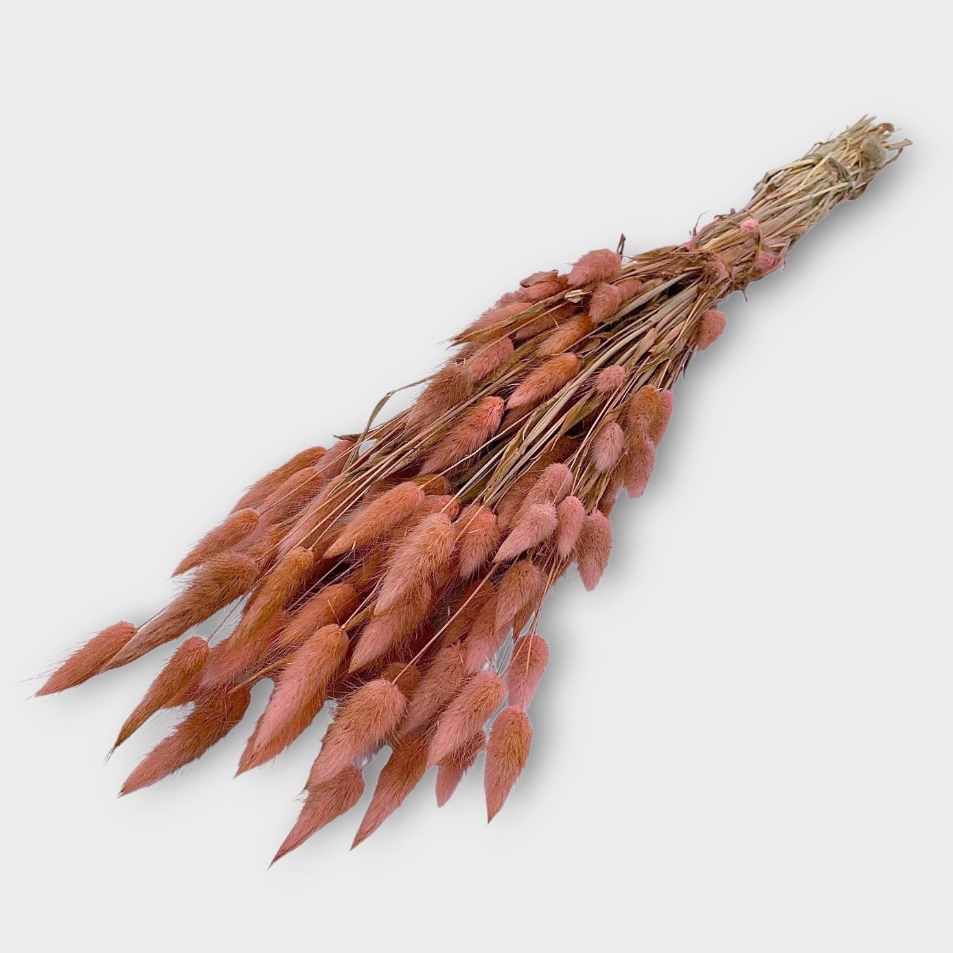Everlasting Dried Flower Bunches & Bouquets | Lagurus Pink 100gm Bunch