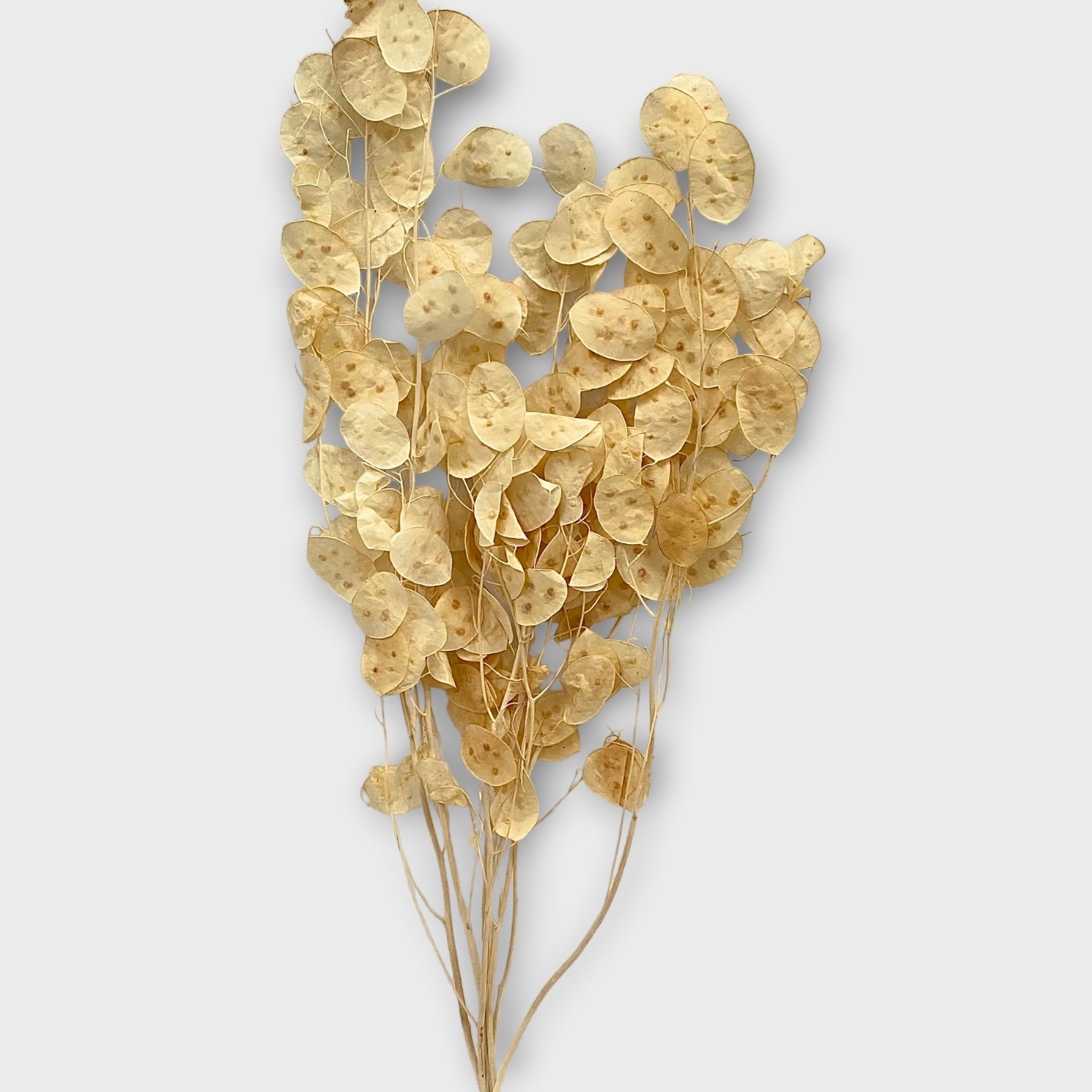 Lunaria Preserved & Bleached 65cm | Wholesale Dutch Flowers Direct UK