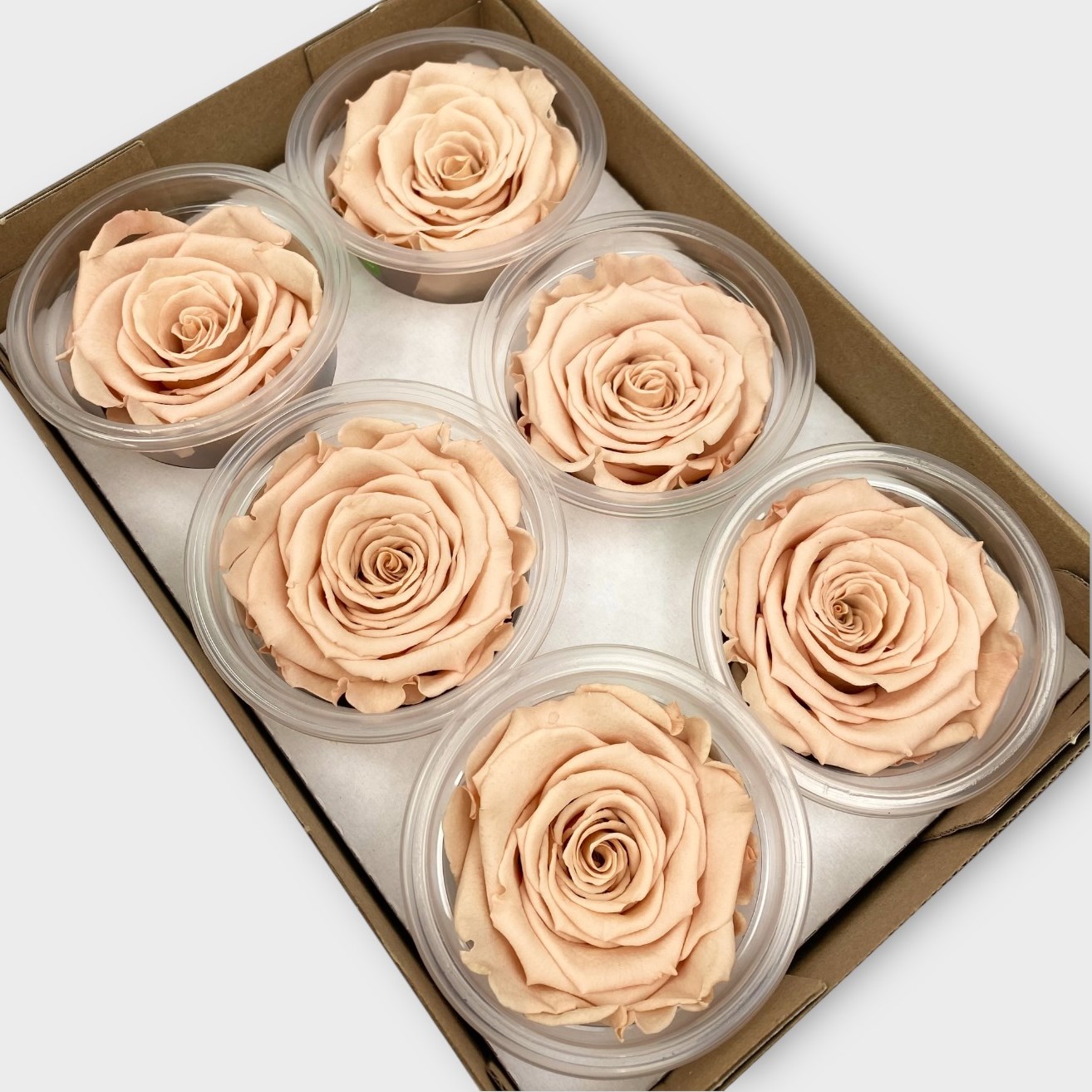 Luxury One Year Preserved Roses Toffee | Preserved Rose Heads UK ...