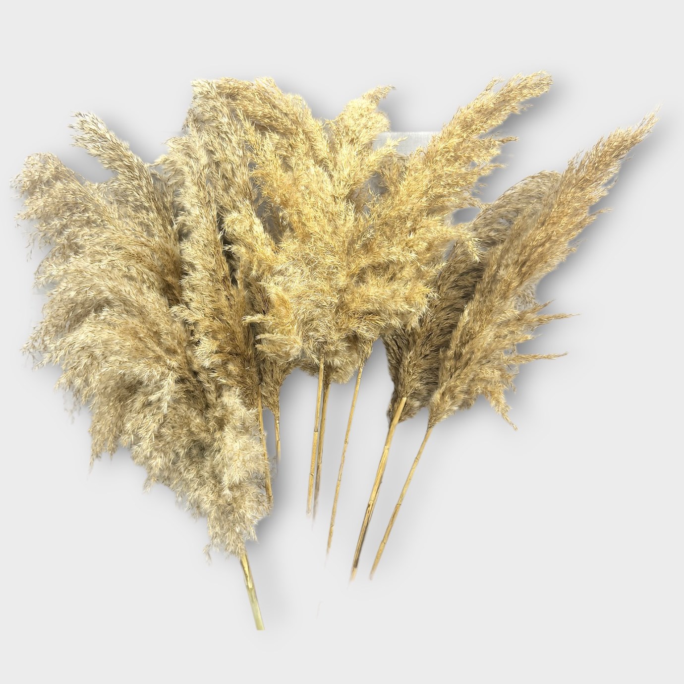 Everlasting Dried Flower Bunches & Bouquets | Pampas Grass Dried 100cm