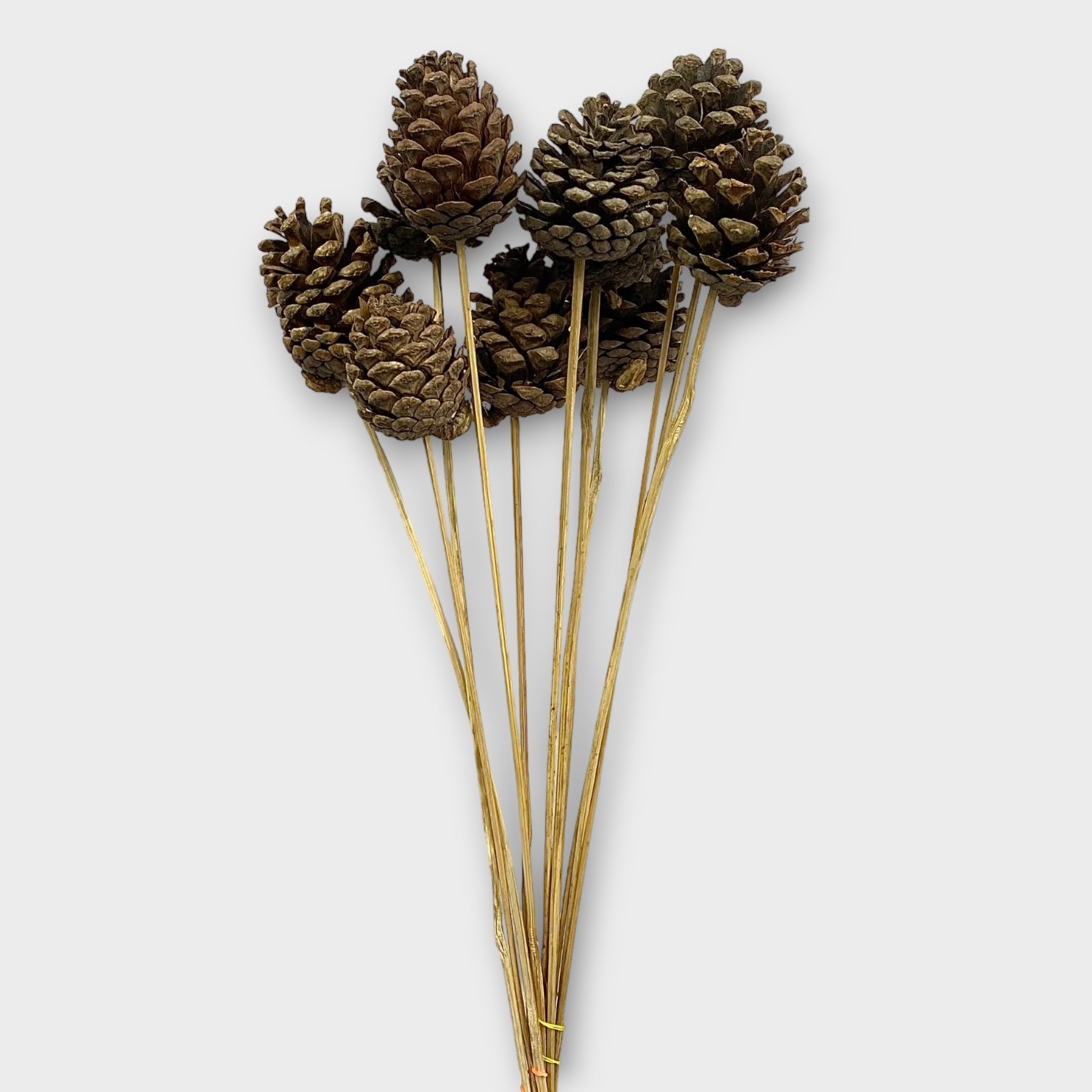 Pine Cone Picks 50cm | Wholesale Dutch Flowers & Florist Supplies UK