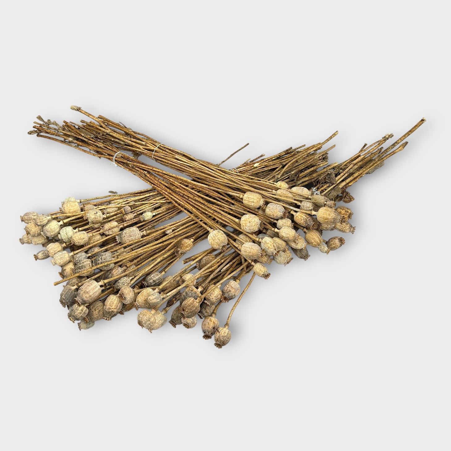 Everlasting Dried Flower Bunches & Bouquets | Poppies Dried 60cm - 5 ...