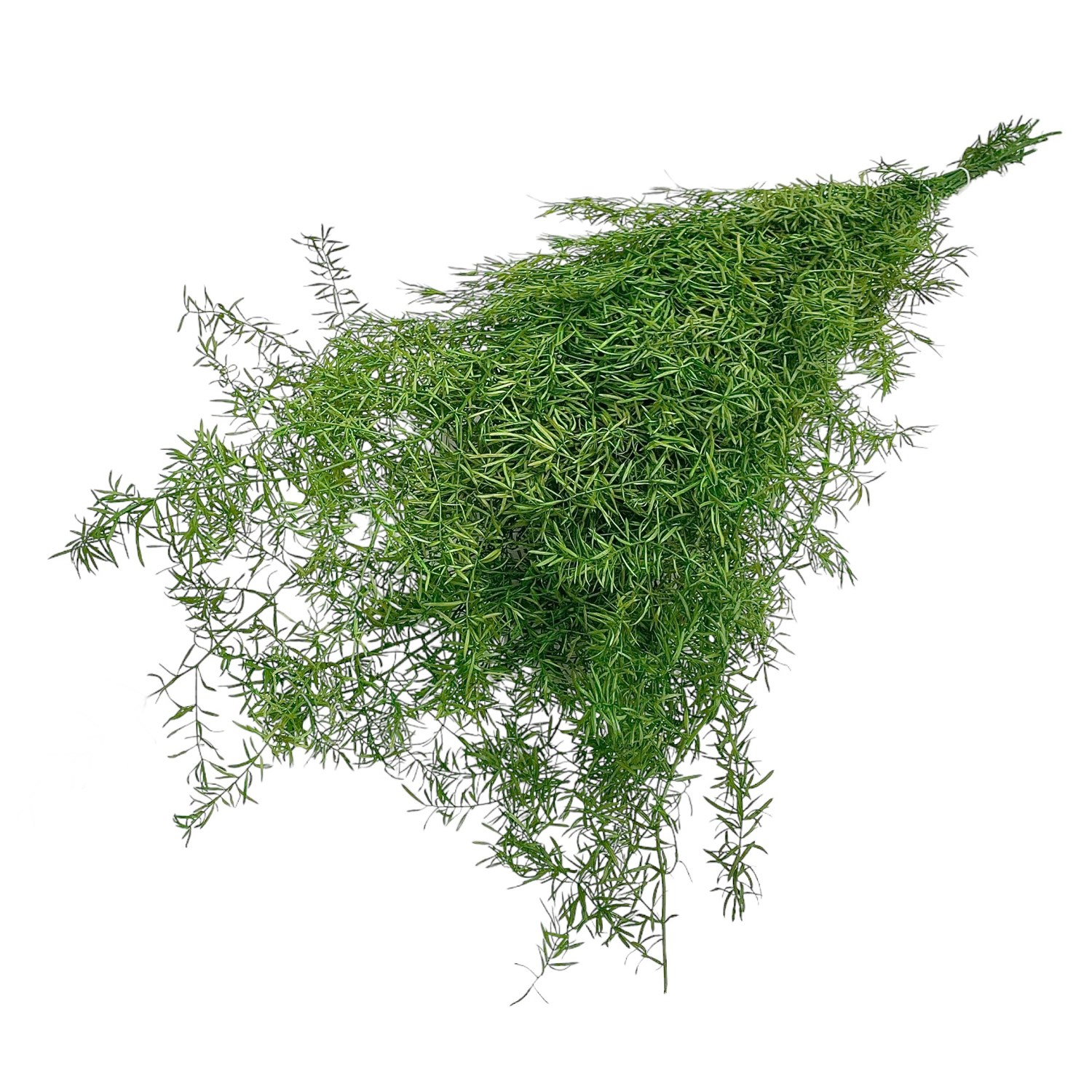 Preserved Asparagus Sprengeri (by Verdissimo) 60cm | Preserved Flowers ...