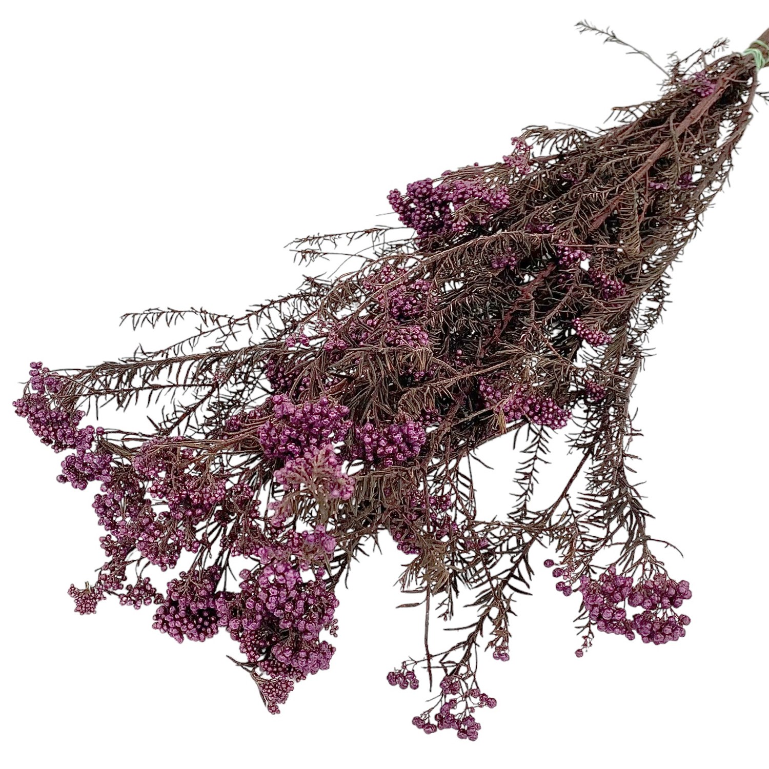 Preserved Rice Flower Lilac (by Verdissimo) 60cm | Preserved Flowers ...