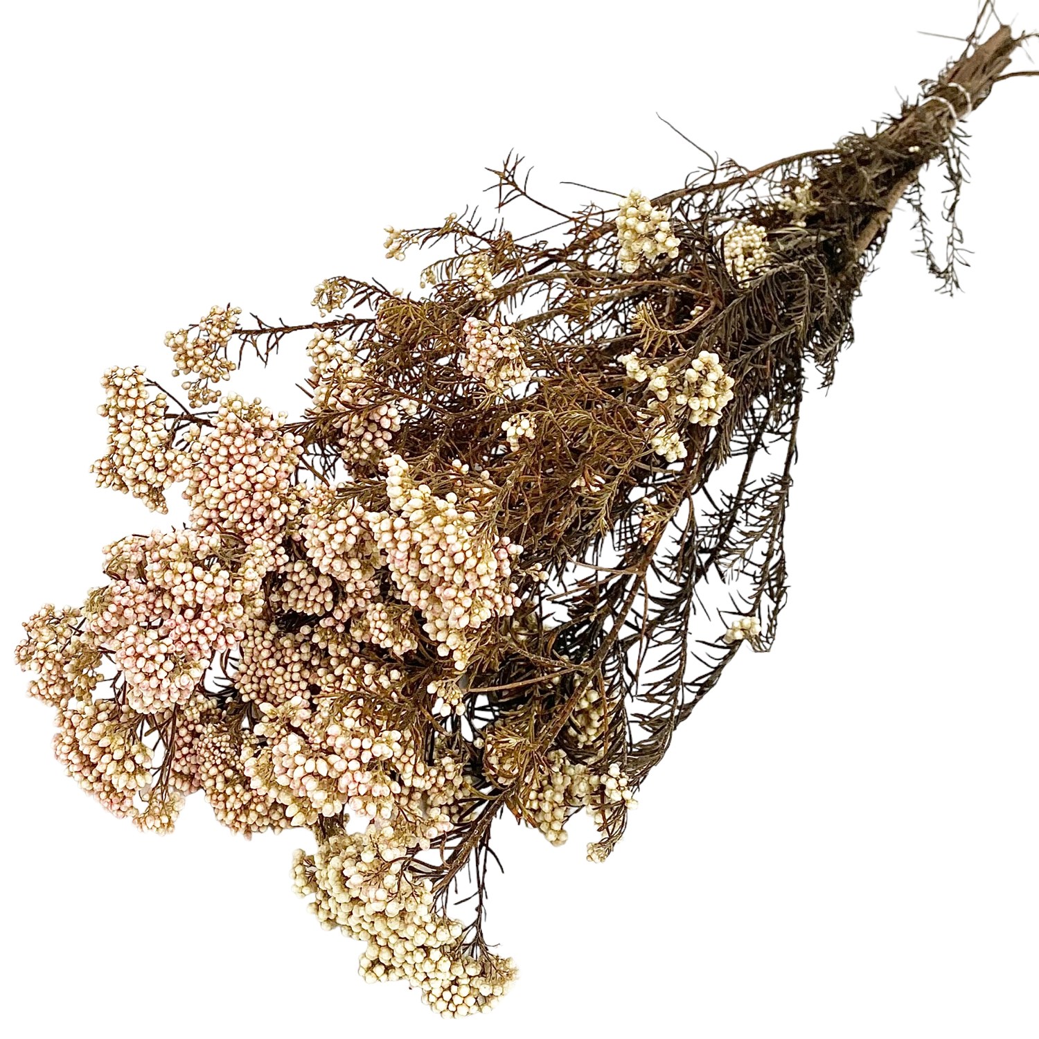 Preserved Rice Flower White (by Verdissimo) 60cm | Preserved Flowers ...