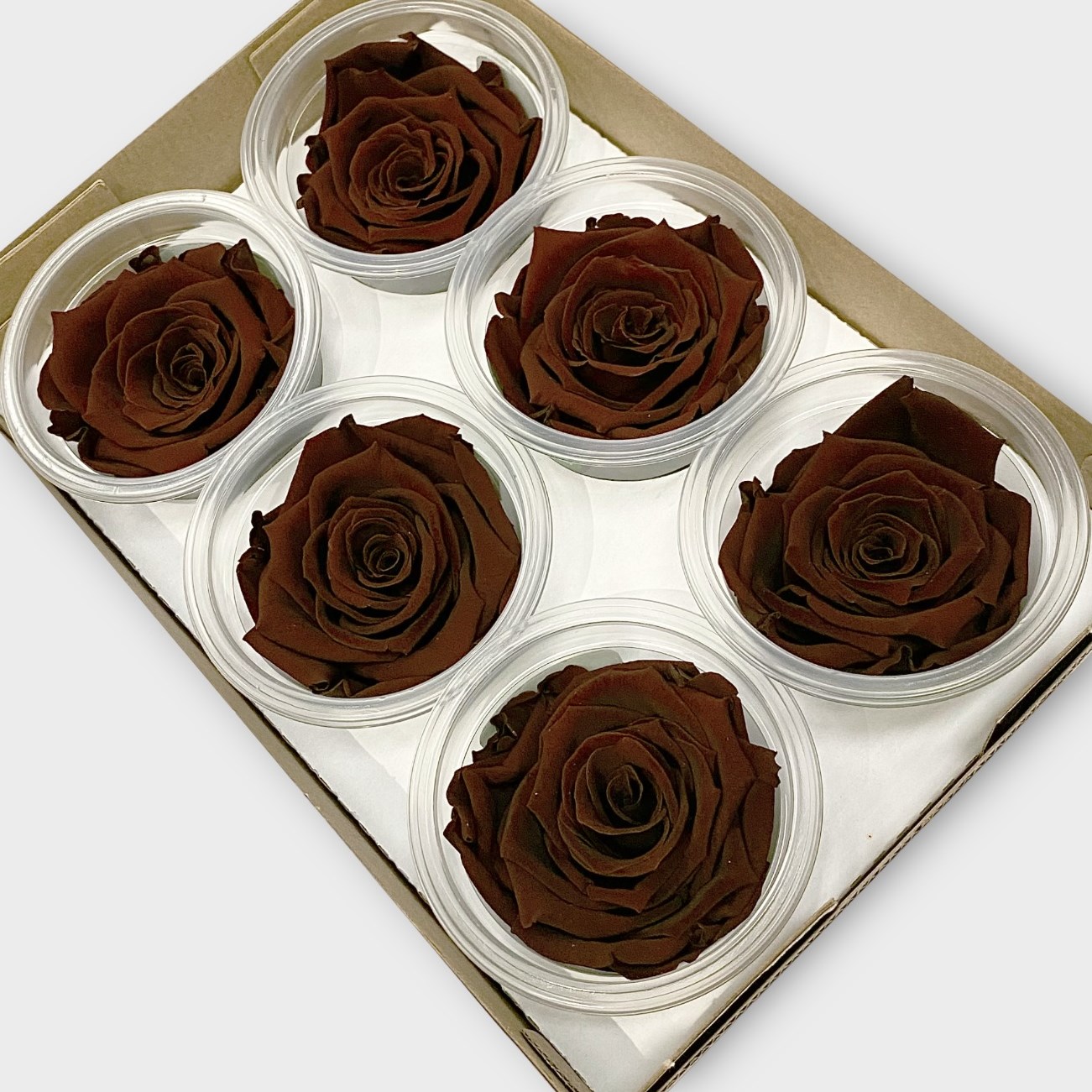 Preserved Roses - Choco | Wholesale Dutch Flowers & Florist Supplies UK