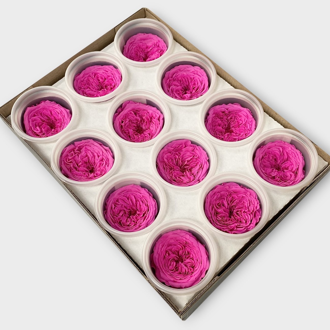 Luxury One Year Preserved Roses Fuchsia Garden 12's | Preserved Rose ...