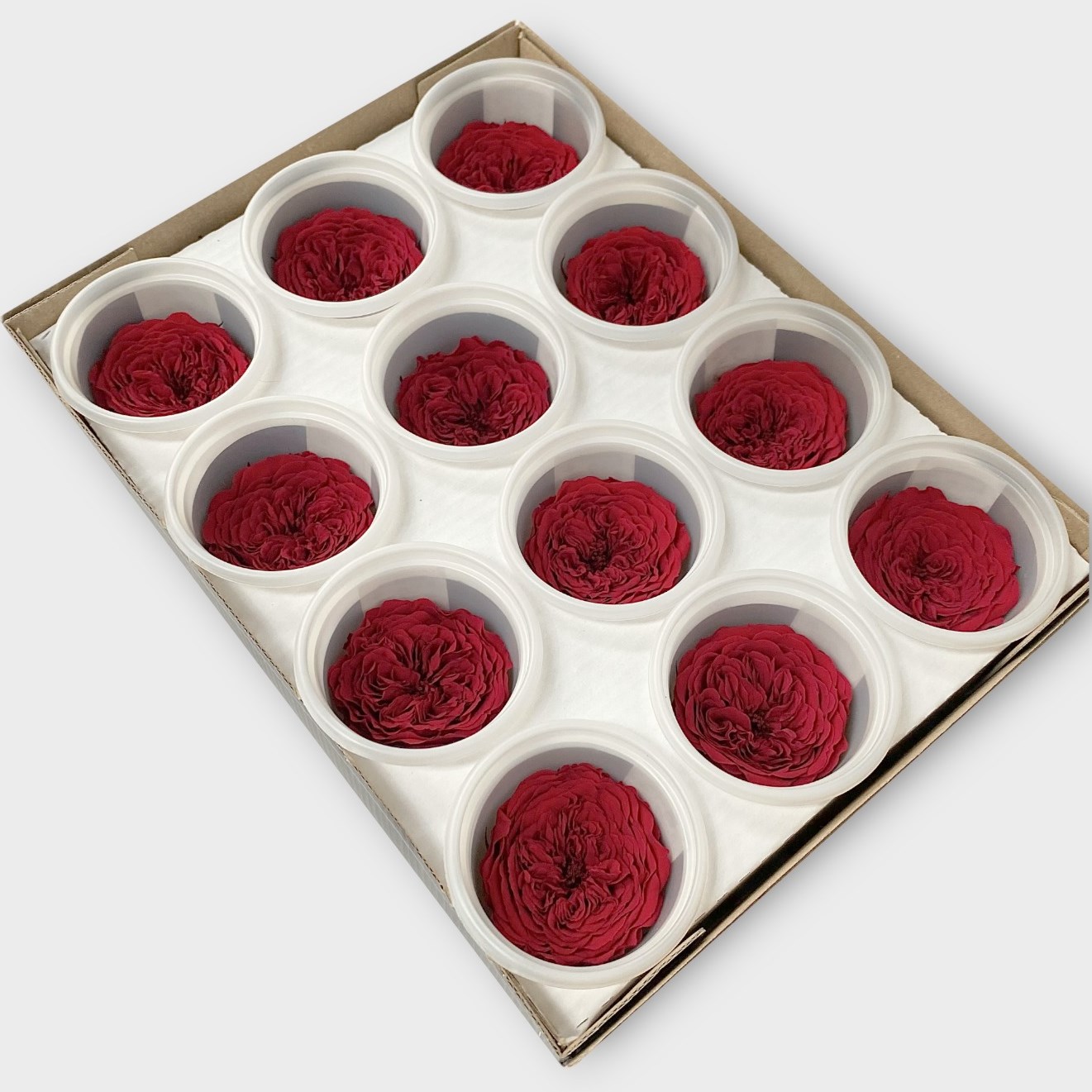 Luxury One Year Preserved Roses Red Garden 12's | Preserved Rose Heads ...