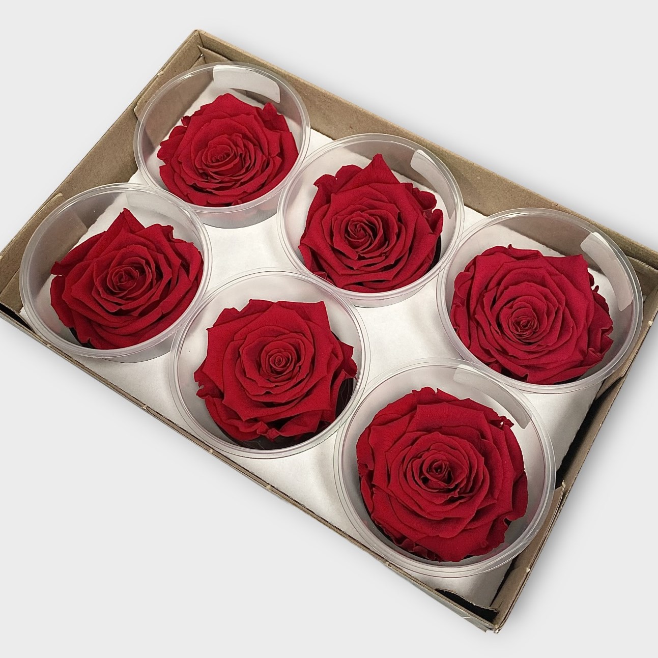 Luxury One Year Preserved Roses Red L+ | Preserved Rose Heads UK ...