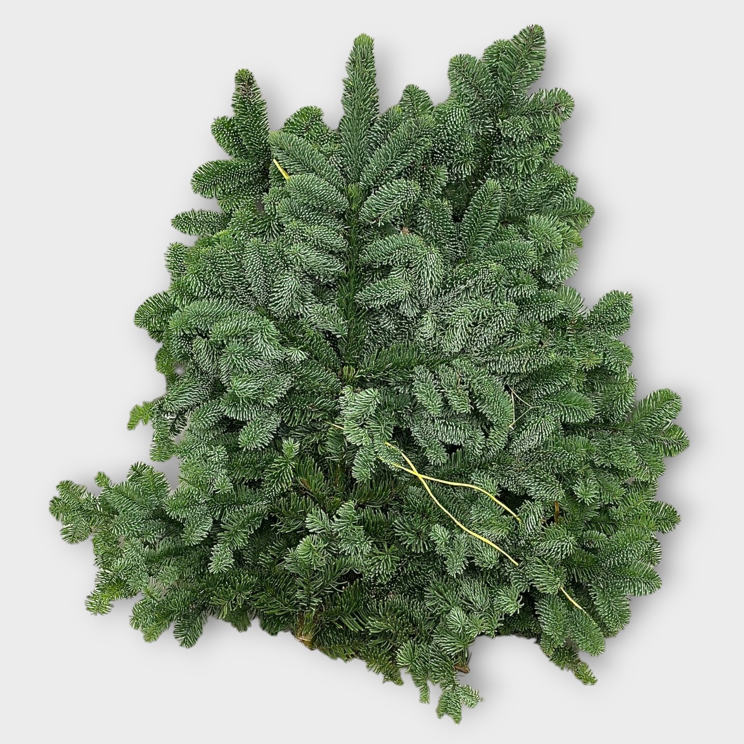 Scottish Spruce Bundle 4.5-5Kg | Wholesale Dutch Flowers & Florist ...