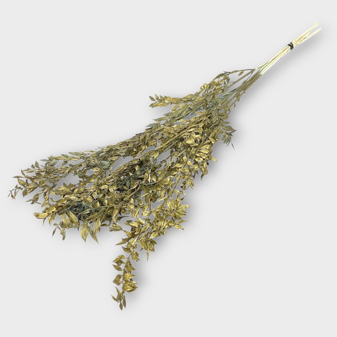 Soft Ruscus Preserved Antique Gold Verdigree 75cm | Wholesale Dried ...