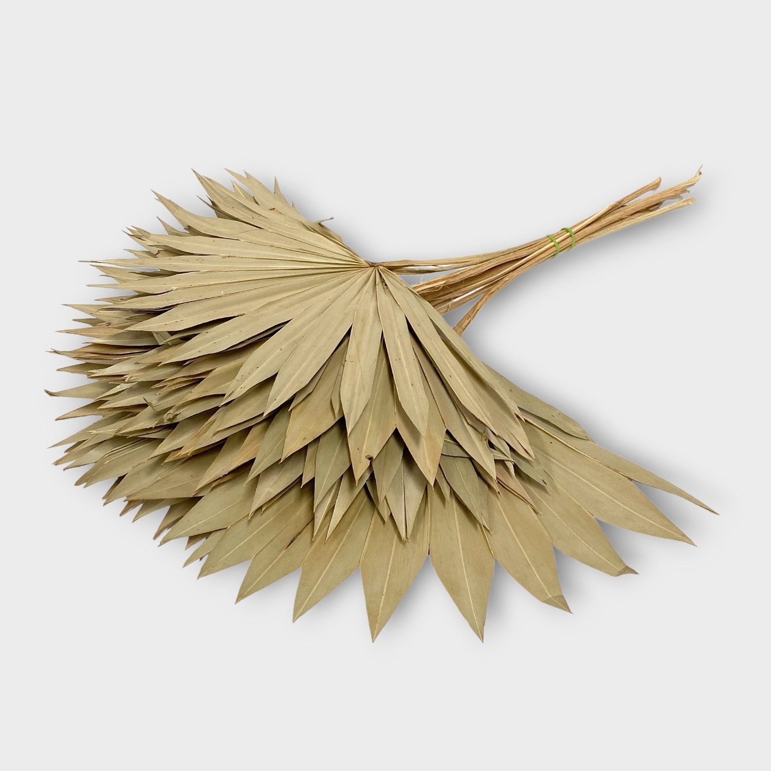 Everlasting Dried Flower Bunches & Bouquets | Sun Palms Natural Dried 50cm