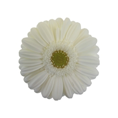 Germini | Wholesale Flowers UK | Wedding Flowers | Triangle Nursery